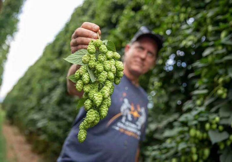 The Brief Guide to Dry Hopping - Ollie