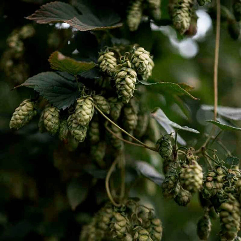 Hop Report: How Hops Performed in Europe in 2022 - Ollie