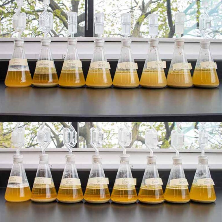 Understanding the Hazy Beer Gene: How Certain Yeasts Promote More Haze ...