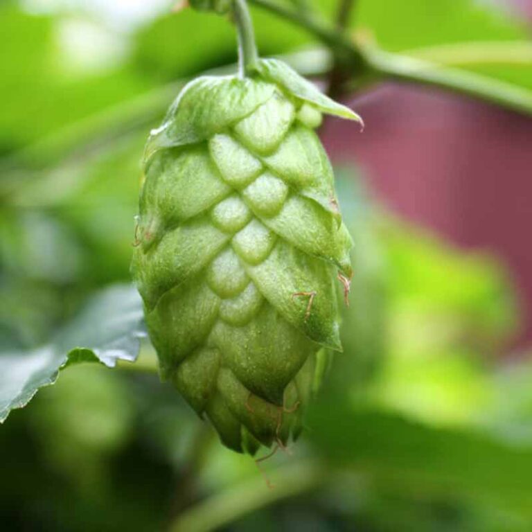 Citra Hops: A Complete Guide - Ollie