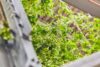 Krush (formerly HBC 586): A New Experimental Hop Creating One-of-a-Kind ...