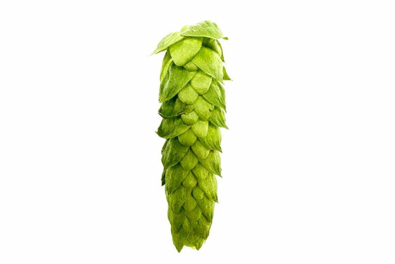 Alora™ Hops: The Brewer's Guide - Ollie