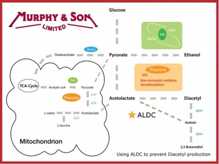 ALDC: How to Use It in the Brewing Process