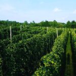 Cascade Hops: A Brewer's Guide - Ollie