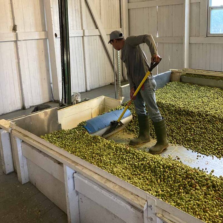 Cascade Hops: A Brewer's Guide - Ollie