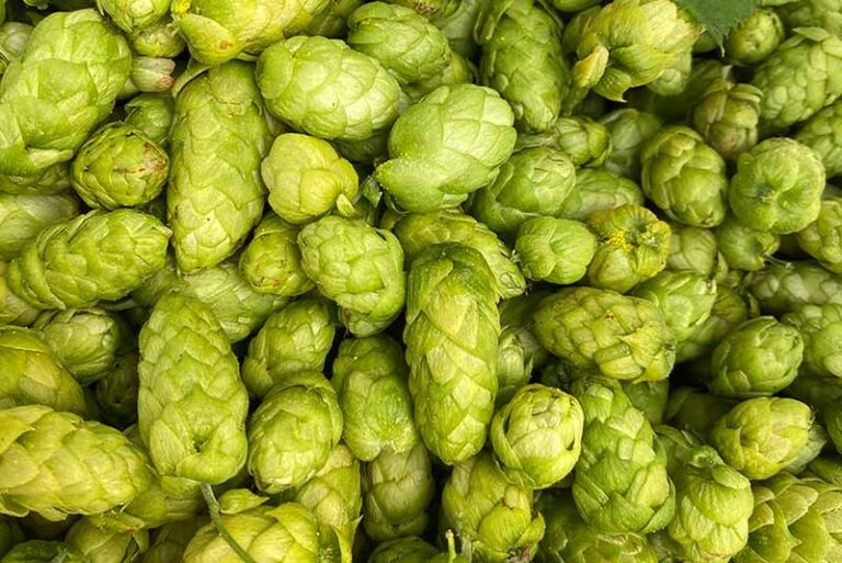 Strata Hops: Everything You Need to Know - Ollie