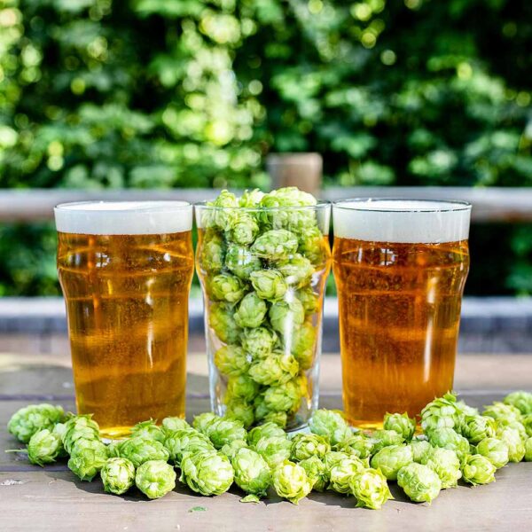 East Kent Goldings: A Hop Guide For Brewers - Ollie