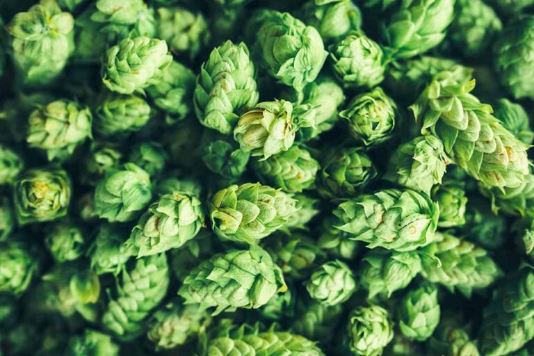 East Kent Goldings: A Hop Guide For Brewers - Ollie